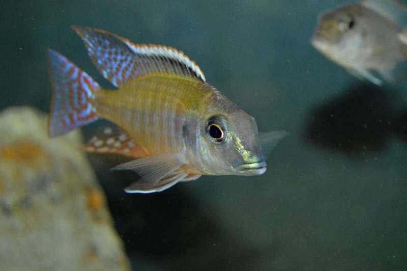 Lethrinops albus 'Kande Island'