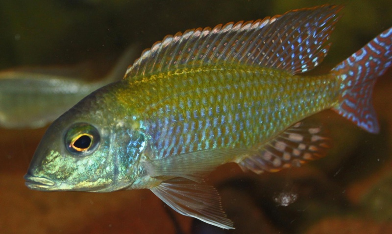 Lethrinops albus 'Kande Island'