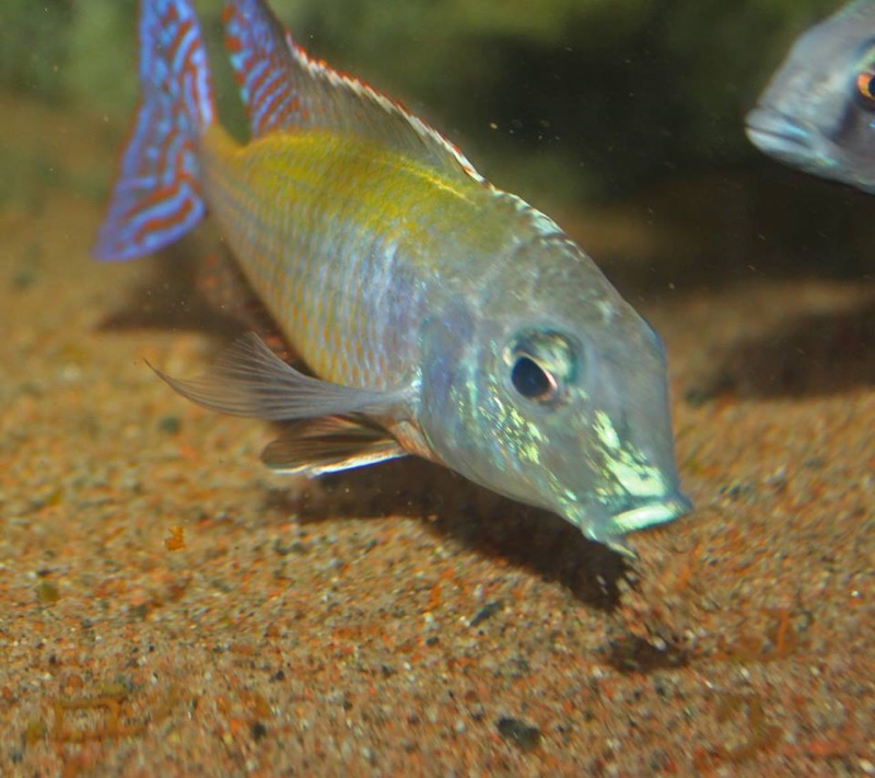 Lethrinops albus 'Kande Island'