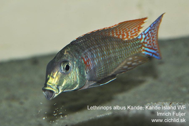 Lethrinops albus 'Kande Island'