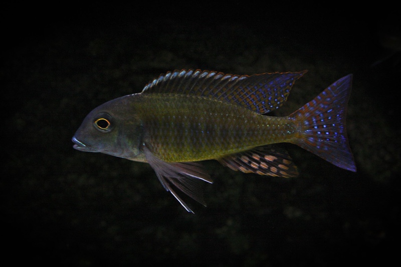 Lethrinops albus 'Kande Island'
