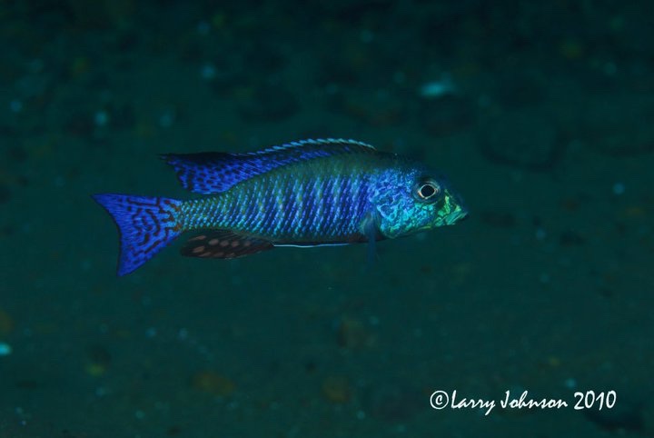 Lethrinops albus 'Kande Island'
