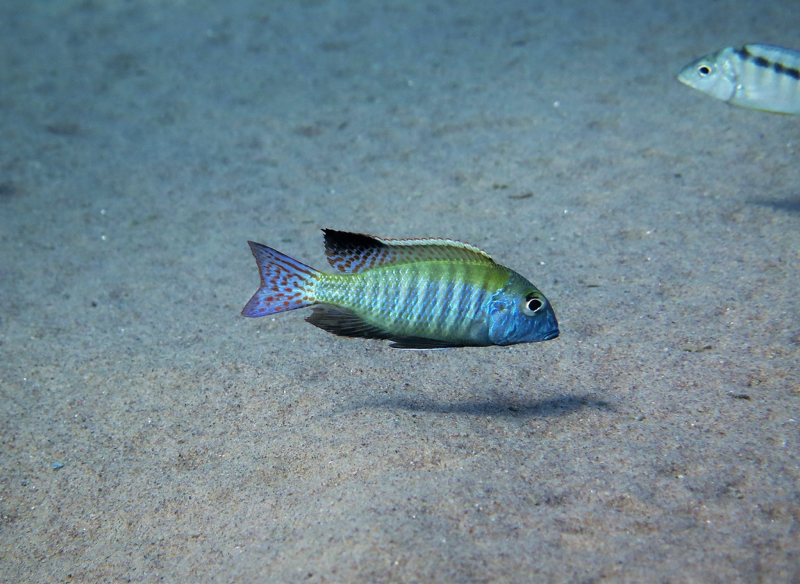 Lethrinops albus 'Kande Island'
