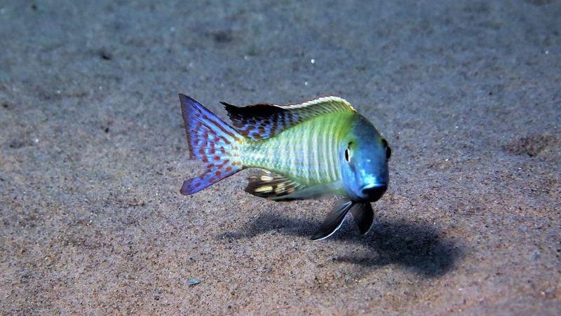 Lethrinops albus 'Kande Island'