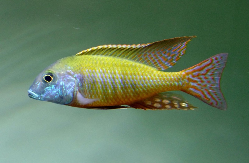 Lethrinops albus 'Kande Island'