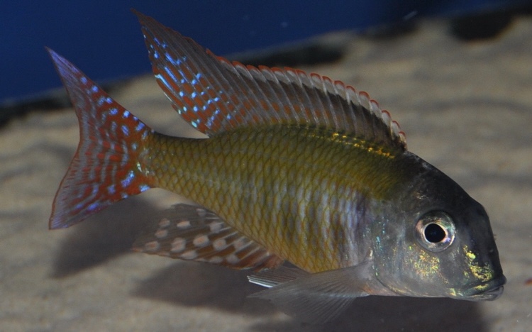 Lethrinops albus 'Kande Island'