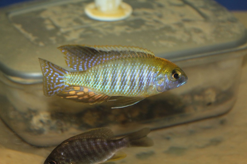 Lethrinops auritus 'Nkhata Bay'