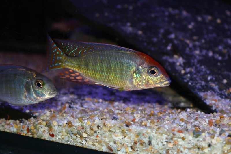 Lethrinops sp. 'red cap' Chewere