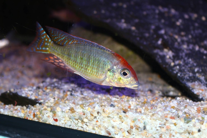 Lethrinops sp. 'red cap' Chewere