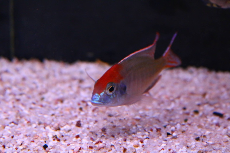 Lethrinops sp. 'red cap' Chewere