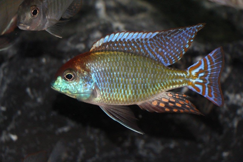 Lethrinops sp. 'red cap' Itungi