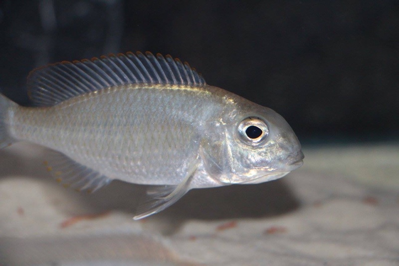 Lethrinops sp. 'red cap' Itungi