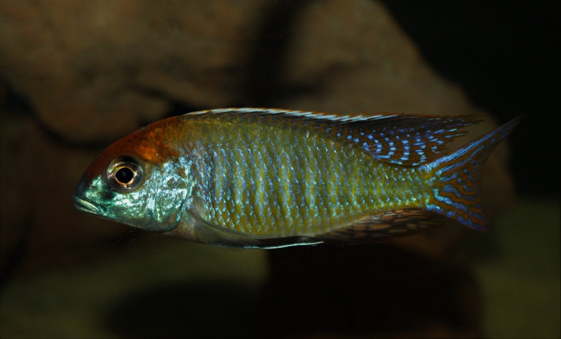 Lethrinops sp. 'red cap' Itungi