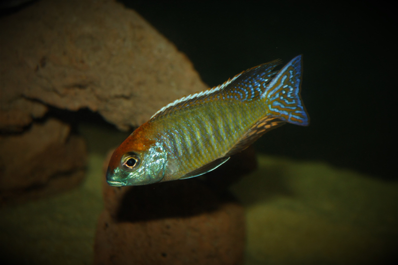 Lethrinops sp. 'red cap' Itungi
