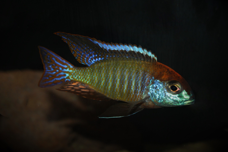 Lethrinops sp. 'red cap' Itungi