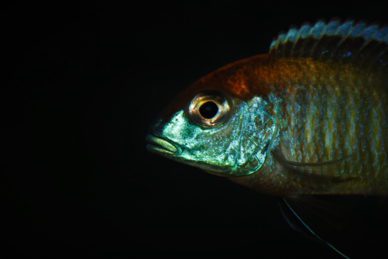 Lethrinops sp. 'red cap' Itungi