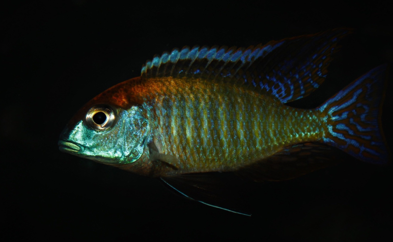 Lethrinops sp. 'red cap' Itungi