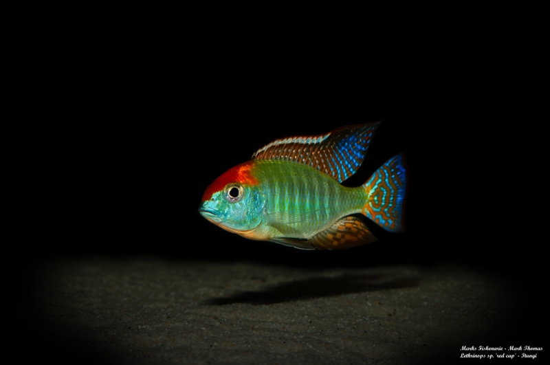 Lethrinops sp. 'red cap' Itungi