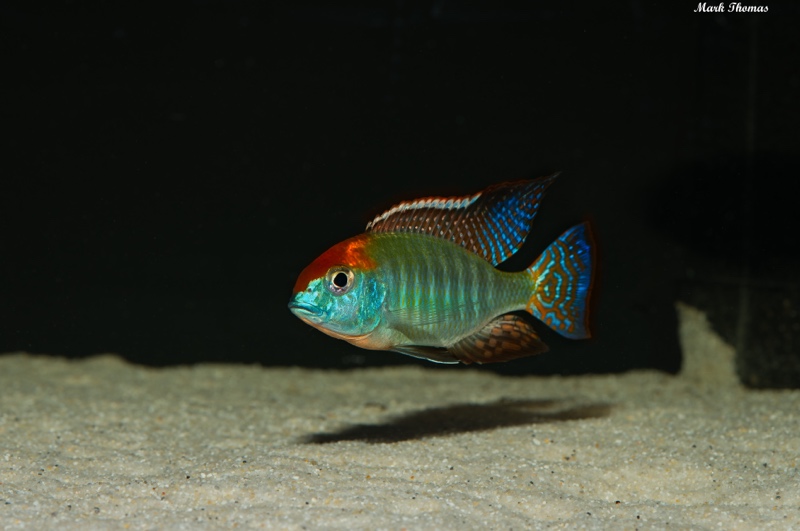 Lethrinops sp. 'red cap' Itungi