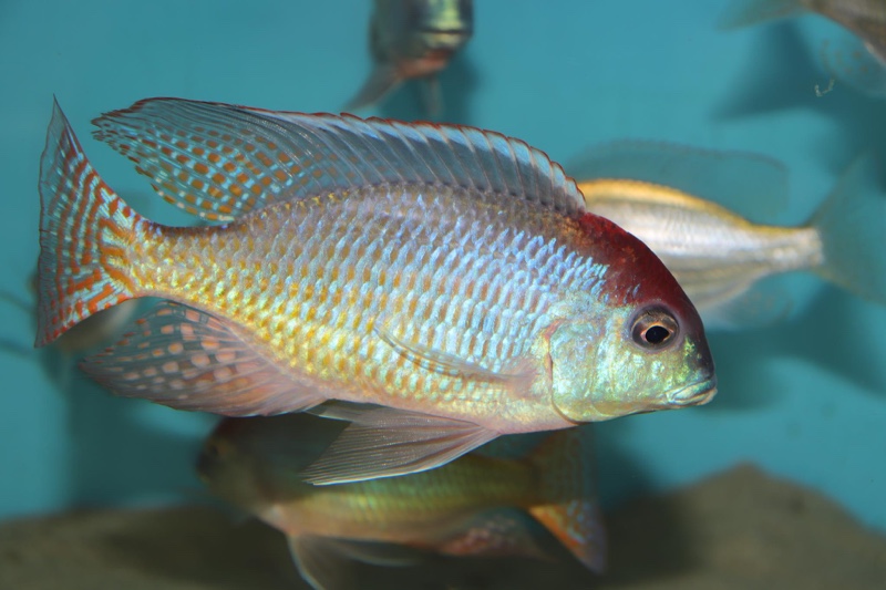 Lethrinops sp. 'red cap' Itungi