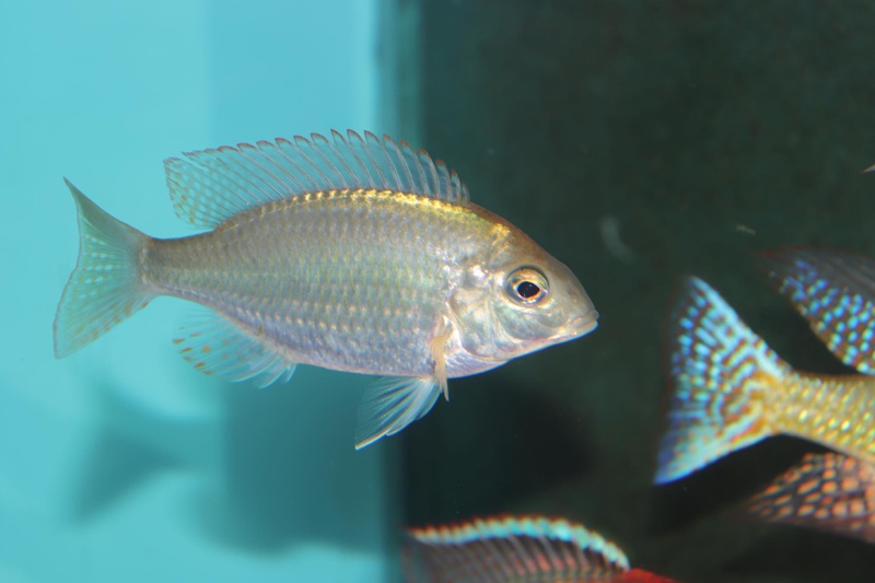 Lethrinops sp. 'red cap' Itungi