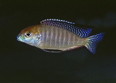 Lethrinops sp. 'red cap' Mdoka