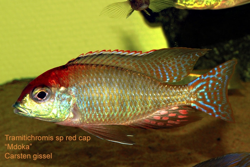 Lethrinops sp. 'red cap' Mdoka