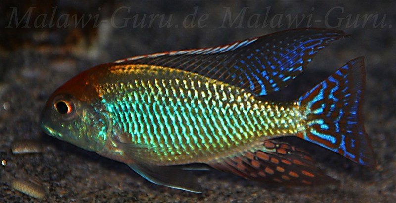 Lethrinops sp. 'red cap' Mdoka