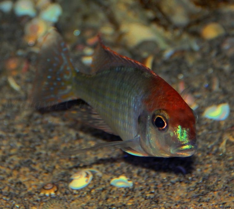 Lethrinops sp. 'red cap' Mdoka
