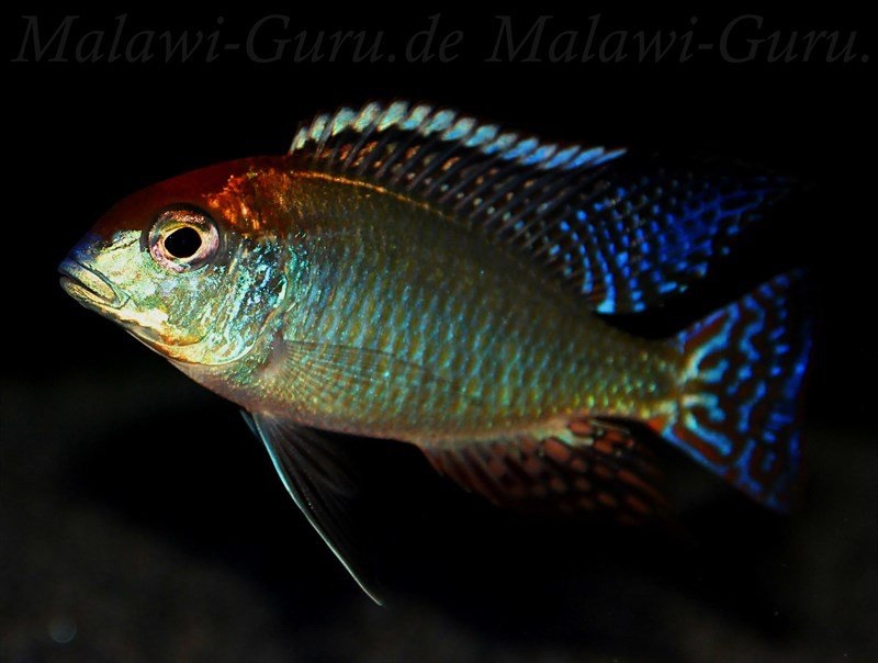 Lethrinops sp. 'red cap' Mdoka