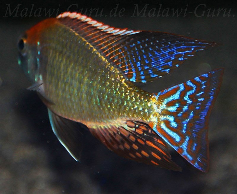 Lethrinops sp. 'red cap' Mdoka