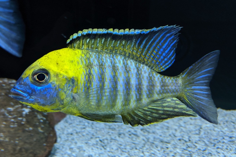 Lethrinops sp. 'yellow collar' Harbour Island; Lethrinops sp. 'gold ...