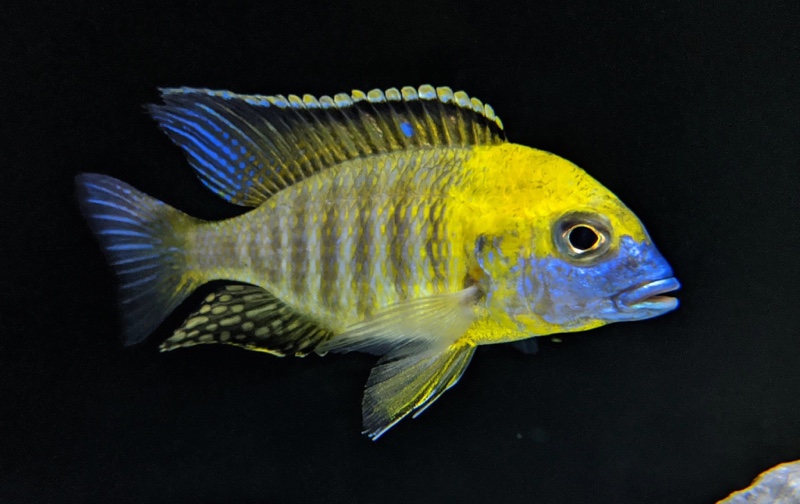 Lethrinops sp. 'yellow collar' Harbour Island; Lethrinops sp. 'gold ...