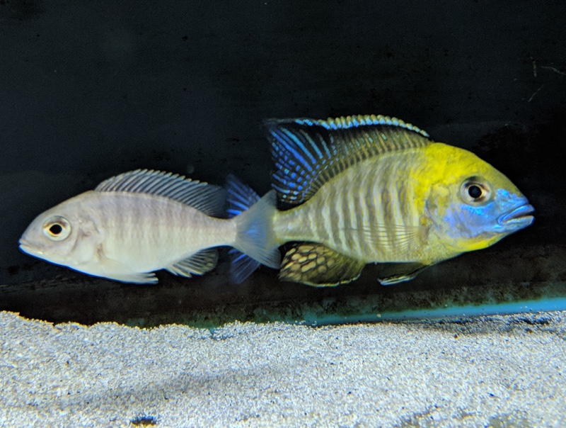 Lethrinops sp. 'yellow collar' Harbour Island; Lethrinops sp. 'gold ...