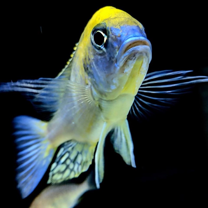 Lethrinops sp. 'yellow collar' Harbour Island; Lethrinops sp. 'gold ...