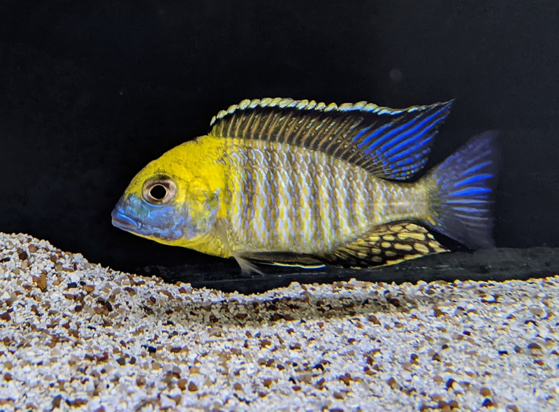 Lethrinops sp. 'yellow collar' Harbour Island; Lethrinops sp. 'gold ...