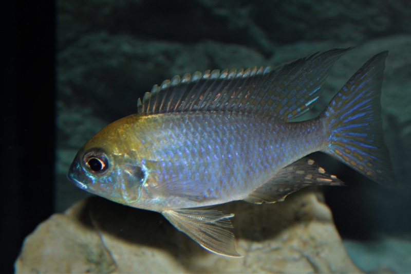 Lethrinops sp. 'yellow collar' Masimbwe Island