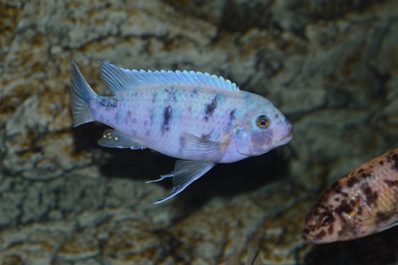 Maylandia callainos 'Lupingu'; Metriaclima callainos 'Lupingu'