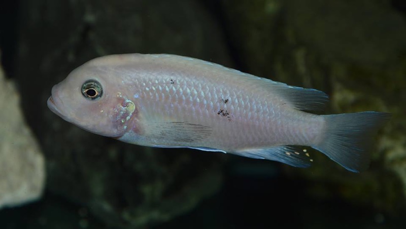 Maylandia callainos 'Lupingu'; Metriaclima callainos 'Lupingu'