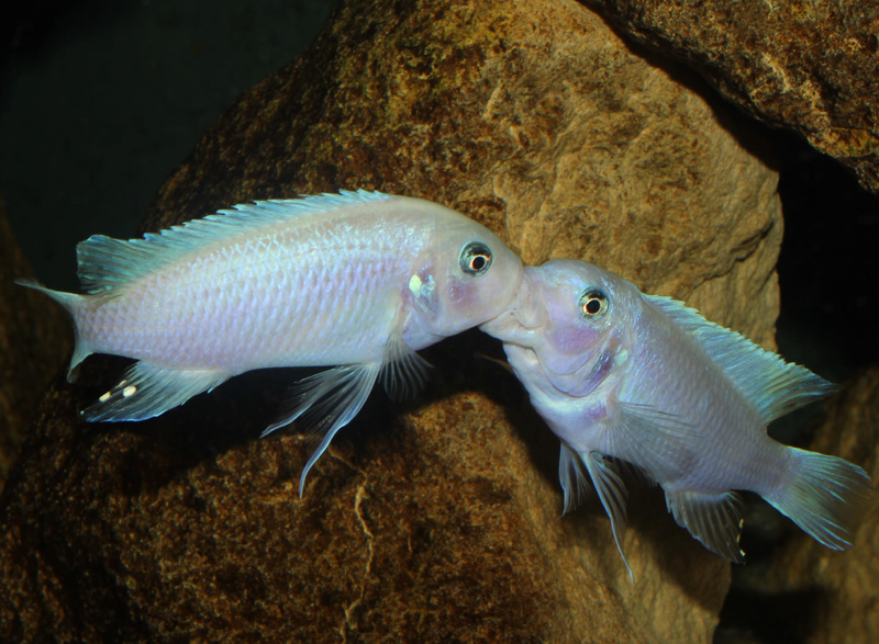 Maylandia callainos 'Ndonga'; Metriaclima callainos 'Ndonga'