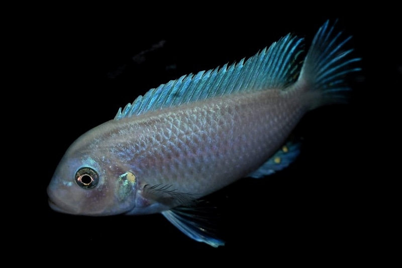 Maylandia callainos 'Nkanda'; Metriaclima callainos 'Nkanda'