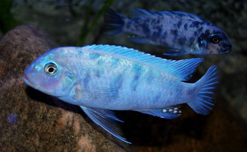 Maylandia callainos 'Nkhata Bay'; Metriaclima callainos 'Nkhata Bay'