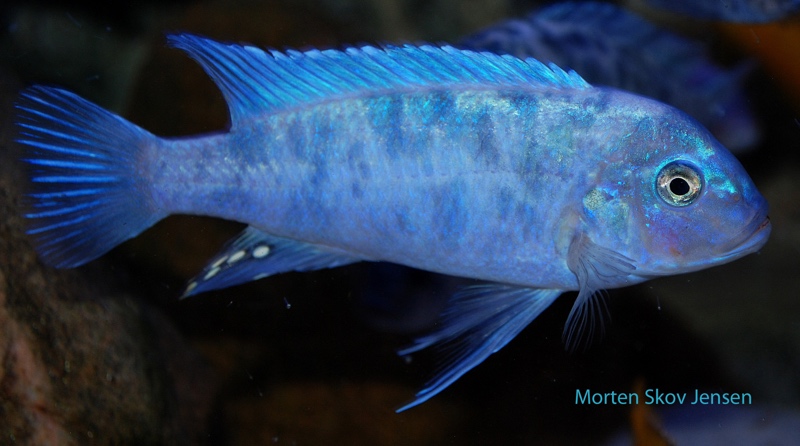 Maylandia callainos 'Nkhata Bay'; Metriaclima callainos 'Nkhata Bay'