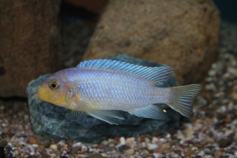 Maylandia chrysomallos 'Nametumbwe'; Metriaclima chrysomallos 'Nametumbwe'
