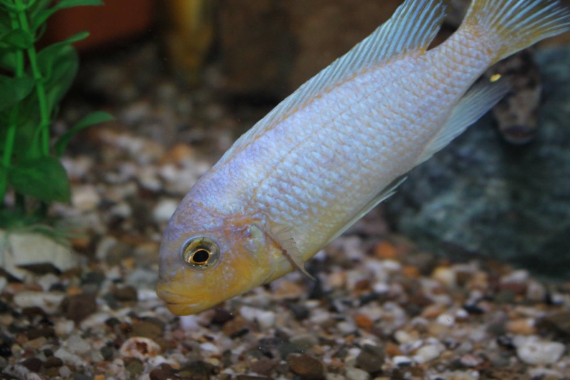 Maylandia chrysomallos 'Nametumbwe'; Metriaclima chrysomallos 'Nametumbwe'