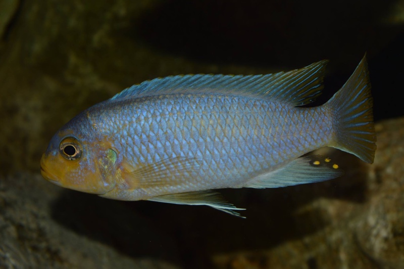 Maylandia chrysomallos 'Nametumbwe'; Metriaclima chrysomallos 'Nametumbwe'