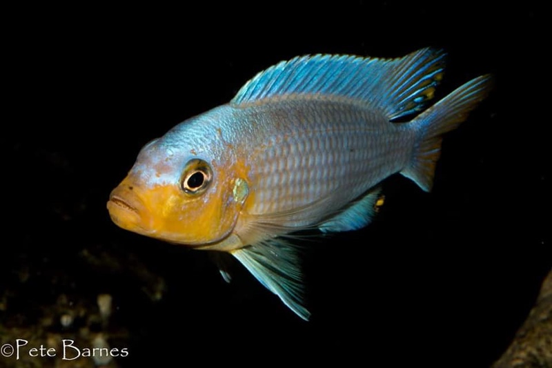 Maylandia chrysomallos 'Nametumbwe'; Metriaclima chrysomallos 'Nametumbwe'