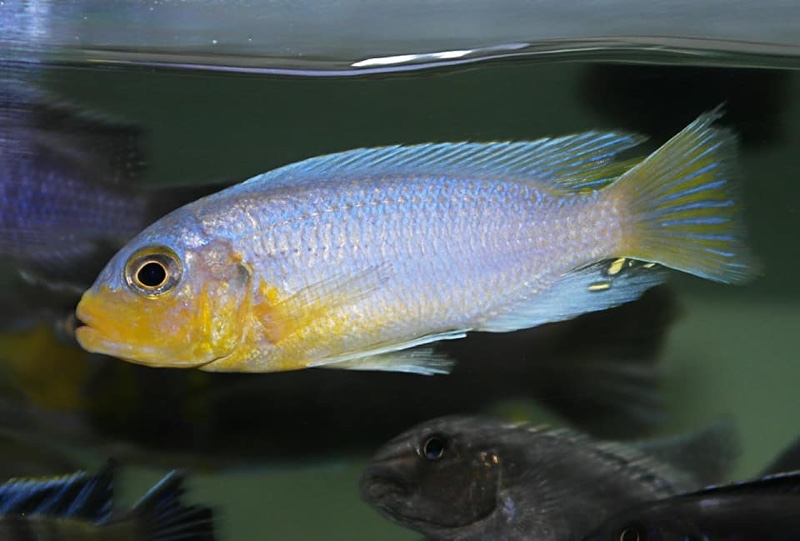 Maylandia chrysomallos 'Nametumbwe'; Metriaclima chrysomallos 'Nametumbwe'