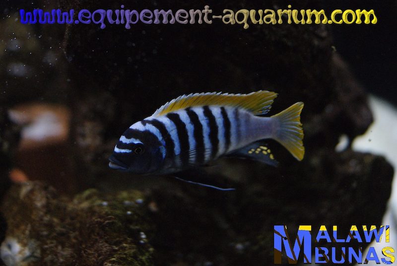 Maylandia emmiltos 'Mphanga Rocks'; Metriaclima emmiltos 'Mphanga Rocks ...