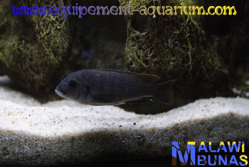 Maylandia emmiltos 'Mphanga Rocks'; Metriaclima emmiltos 'Mphanga Rocks ...